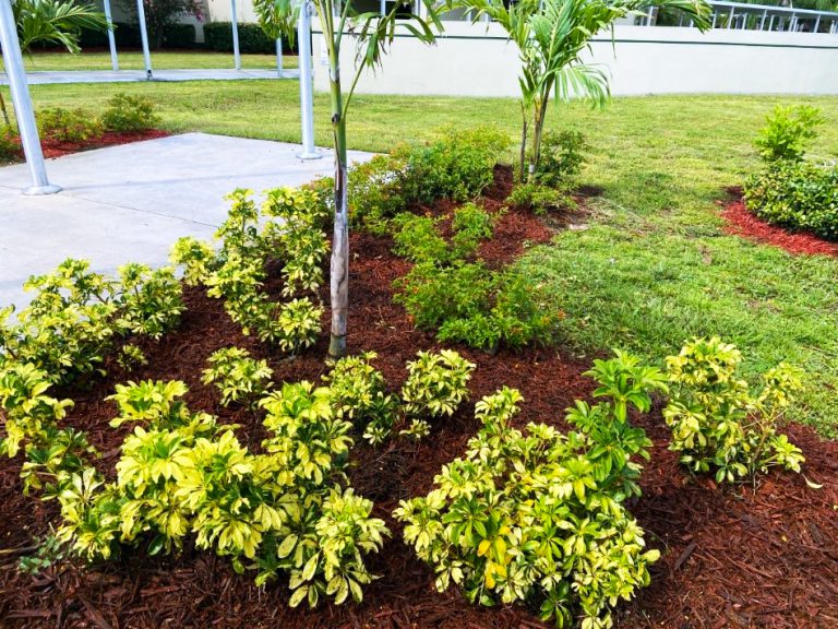 Floresta Elementary – Projects